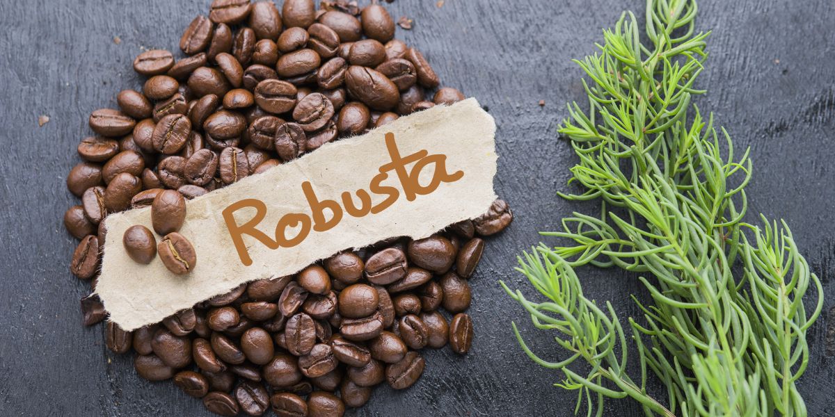 Các loại cà phê xuất khẩu của Việt Nam - Cập nhật mới nhất